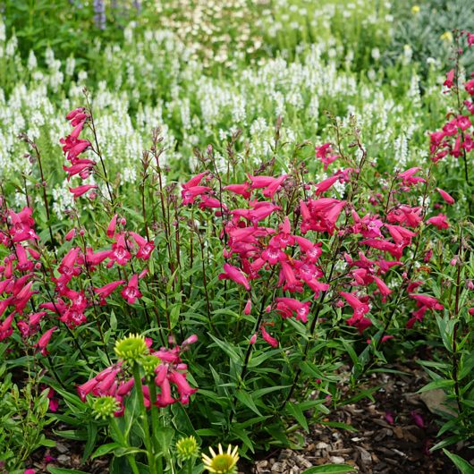 MissionBells™ Deep Rose Penstemon | Bloomables