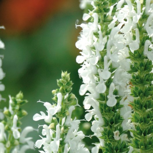 Lyrical™ White Salvia | Bloomables