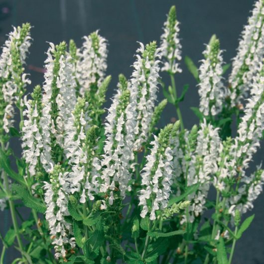 Lyrical™ White Salvia | Bloomables