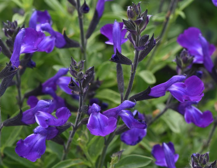 Mirage™ Blue Salvia | Bloomables