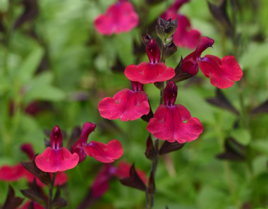 Mirage™ Burgundy Salvia | Bloomables