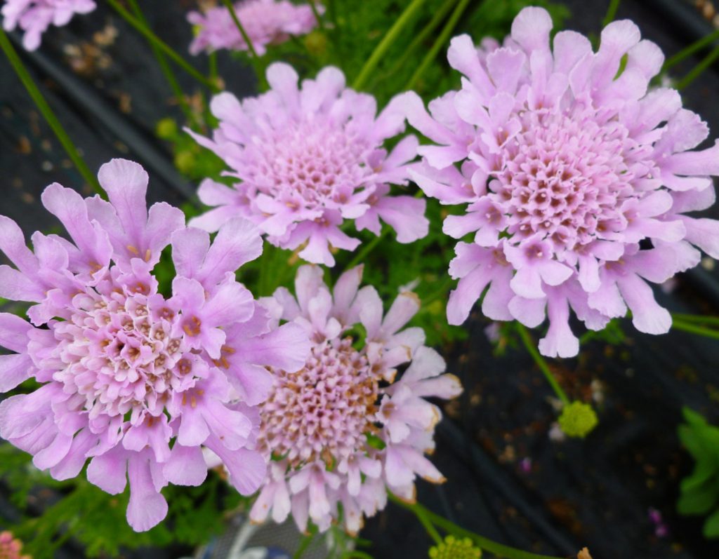 Flutter™ Rose Pink Scabiosa | Bloomables