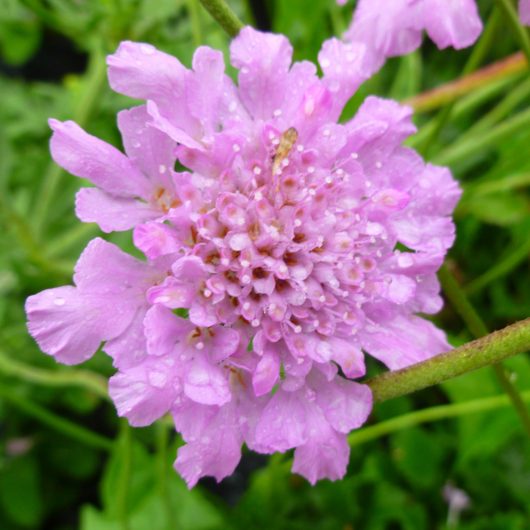 Flutter™ Rose Pink Scabiosa | Bloomables