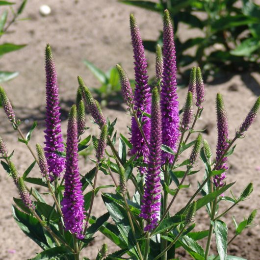 Veronica 'Purpleicious' | Bloomables