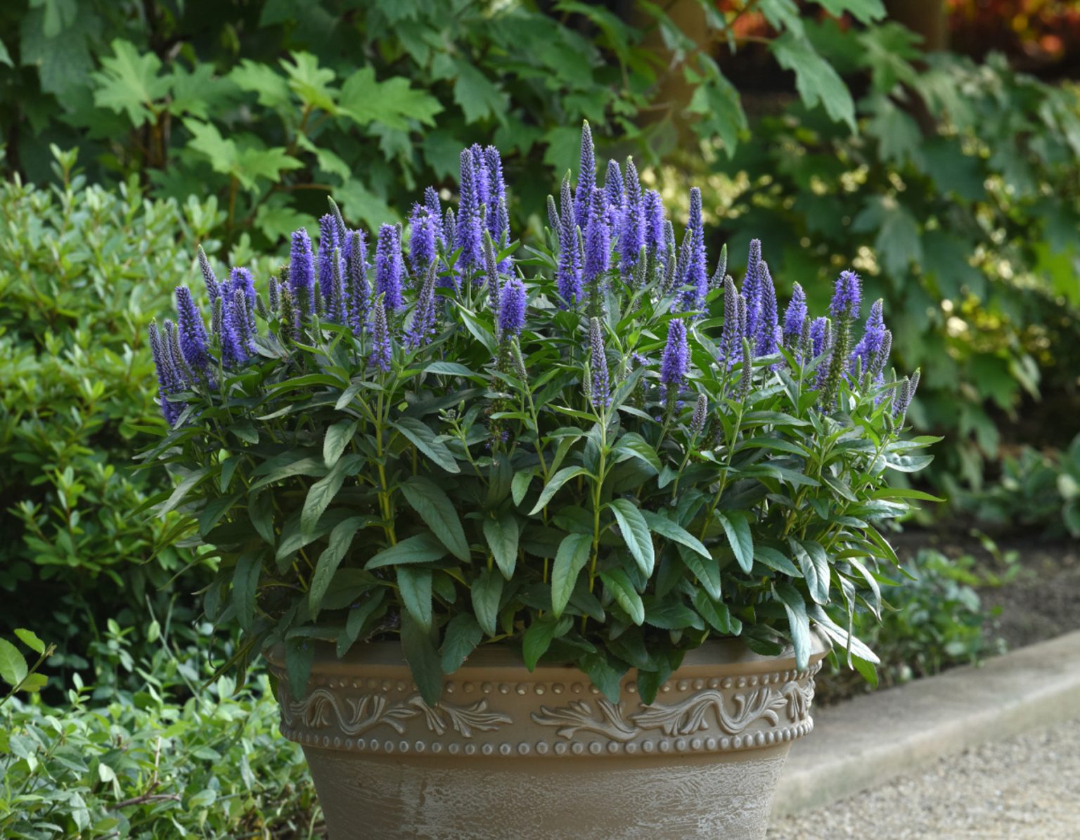 Skyward™ Blue Veronica | Bloomables