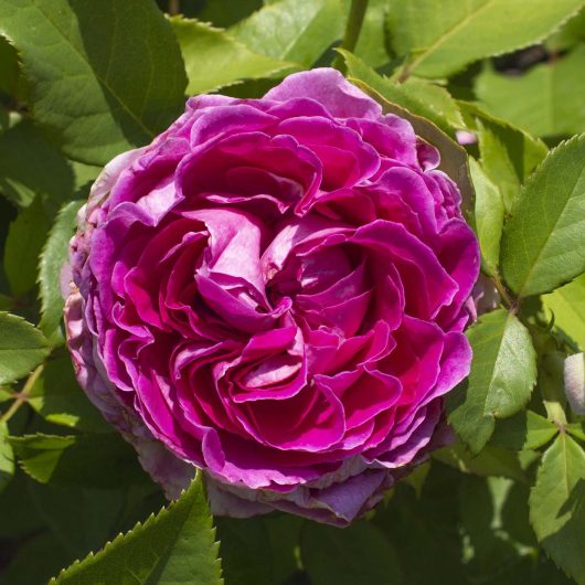 Raspberry Cupcake™ | Bloomables