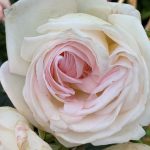 Top Cream™ | Bloomables