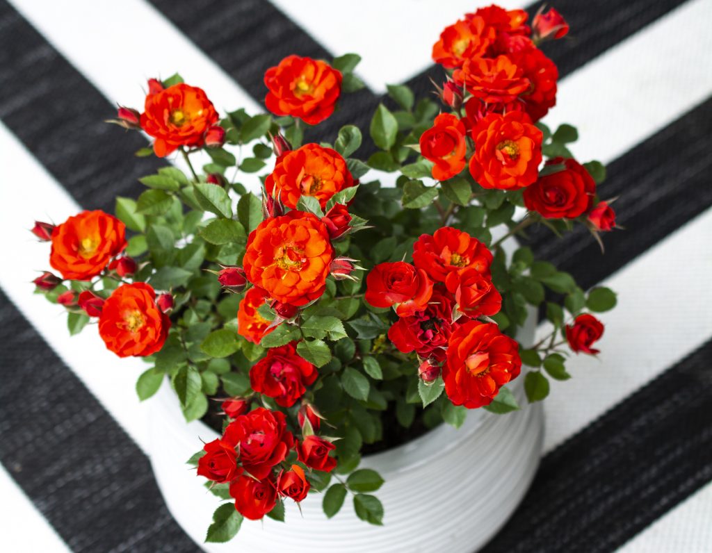 Sunblaze® Autumn | Bloomables