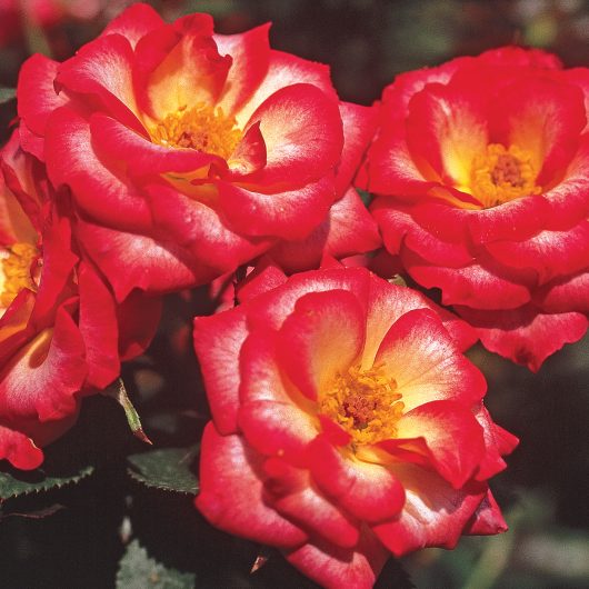 Sunblaze® Roses | Bloomables