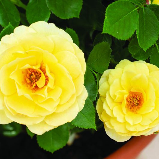 Sunblaze® Lemon | Bloomables