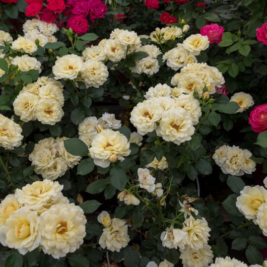 Sunblaze® Lemon | Bloomables