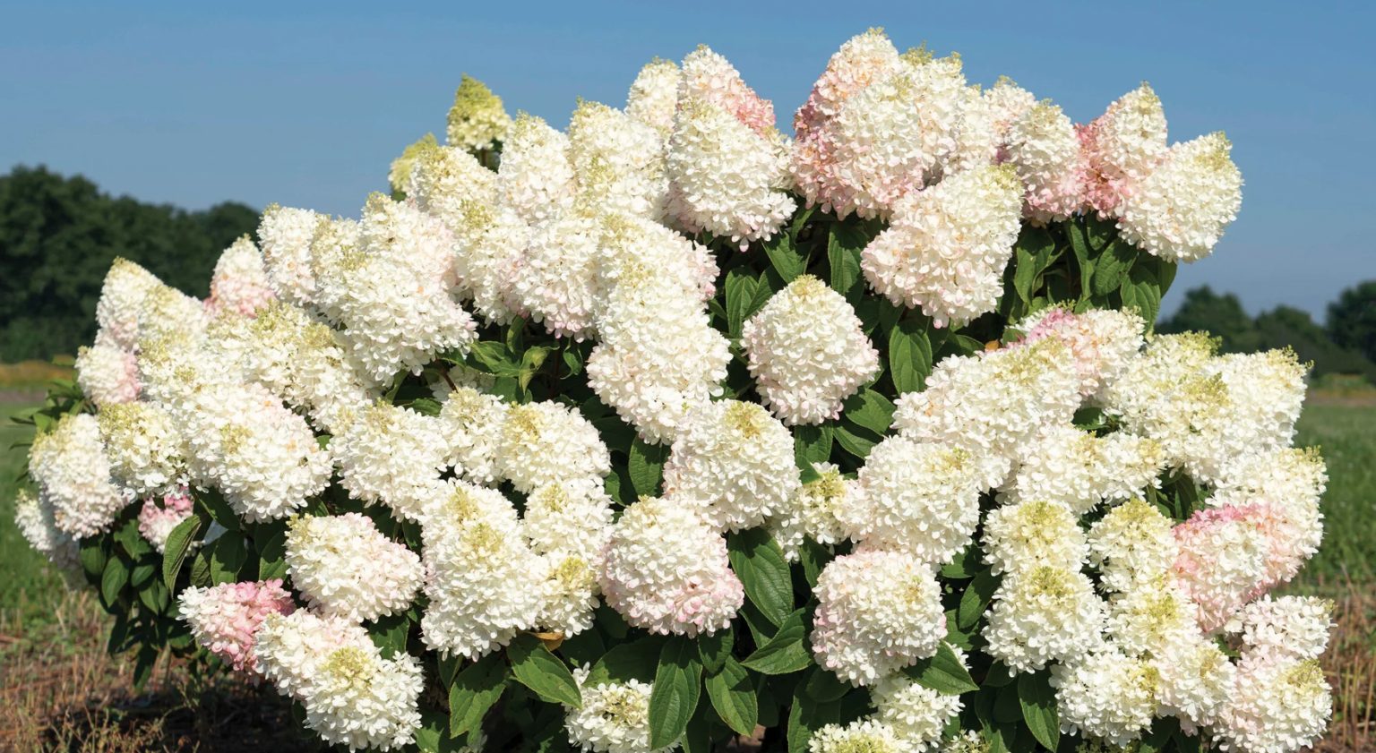 Say Hello To Sweet Starlight™ Panicle Hydrangea | Bloomables