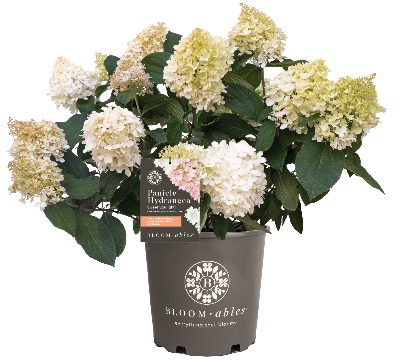 Say Hello To Sweet Starlight™ Panicle Hydrangea | Bloomables