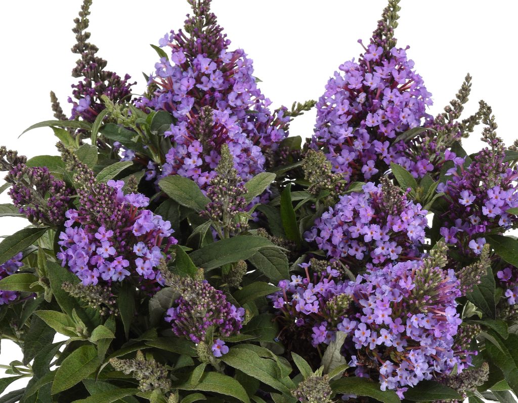 Chrysalis™ Steel Blue Buddleia | Bloomables