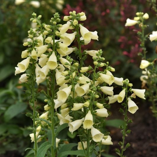 Arctic Fox™ Lemon Cream Digitalis | Bloomables