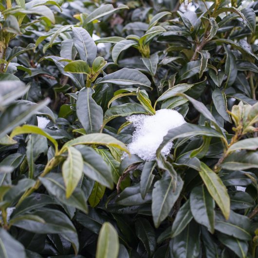 Prunus 'Chestnut Hill' | Bloomables