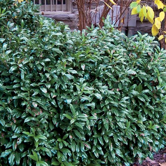 Prunus 'Chestnut Hill' | Bloomables