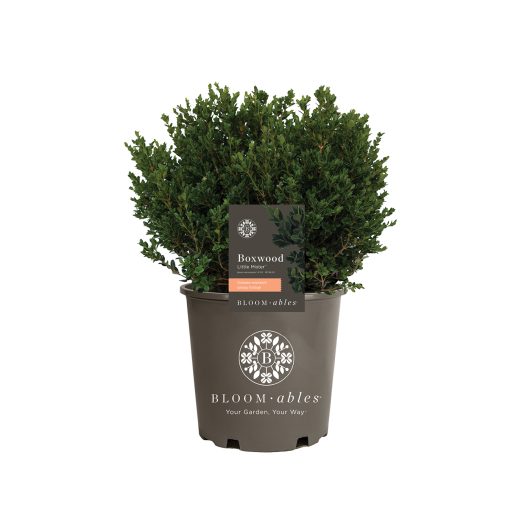 Little Mister™ Buxus | Bloomables