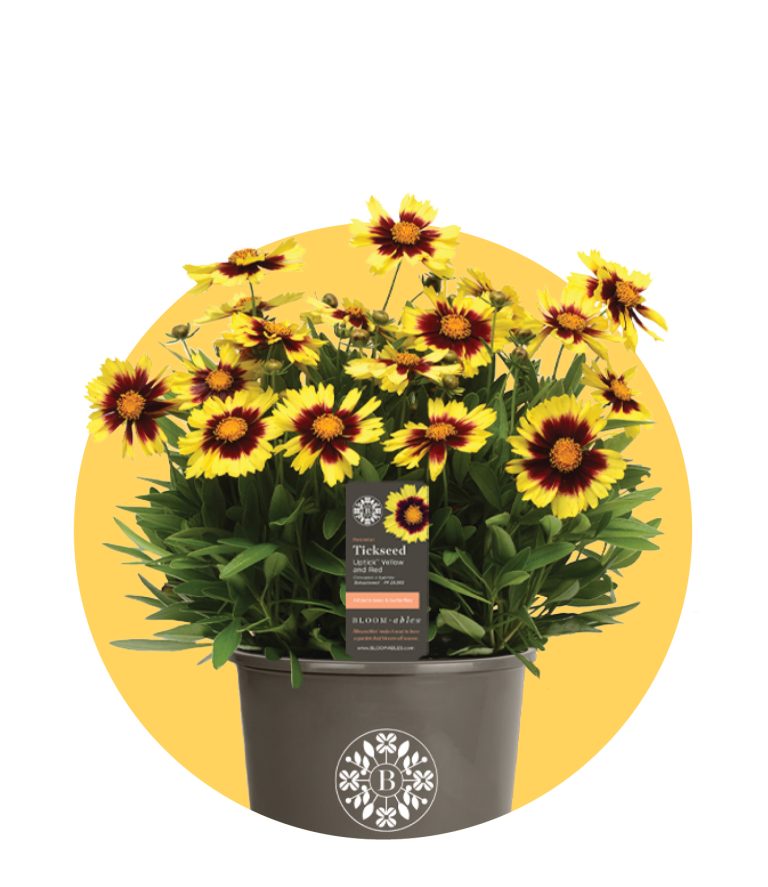 Home | Bloomables